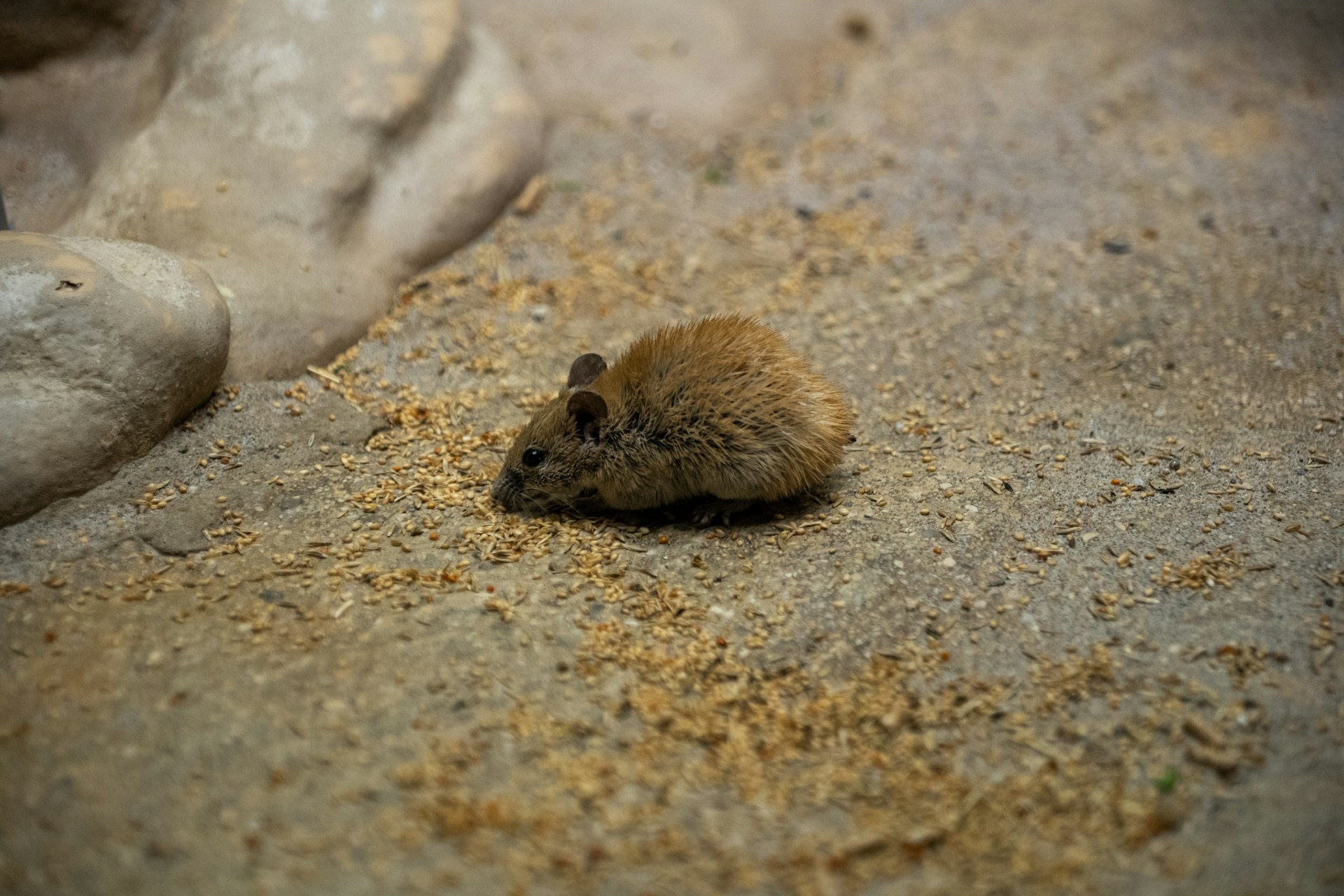 What It Takes To Get Rid Of A Mouse Infestation In Your Greenville Home